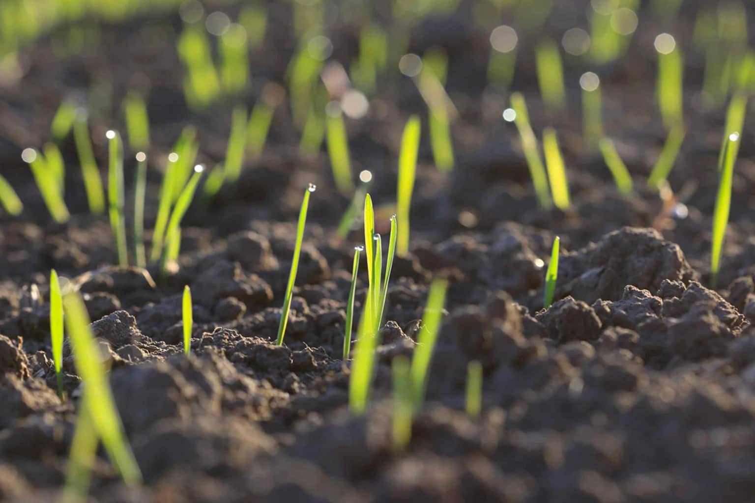 Comment PLANTER du GAZON ? Guide Complet 2025