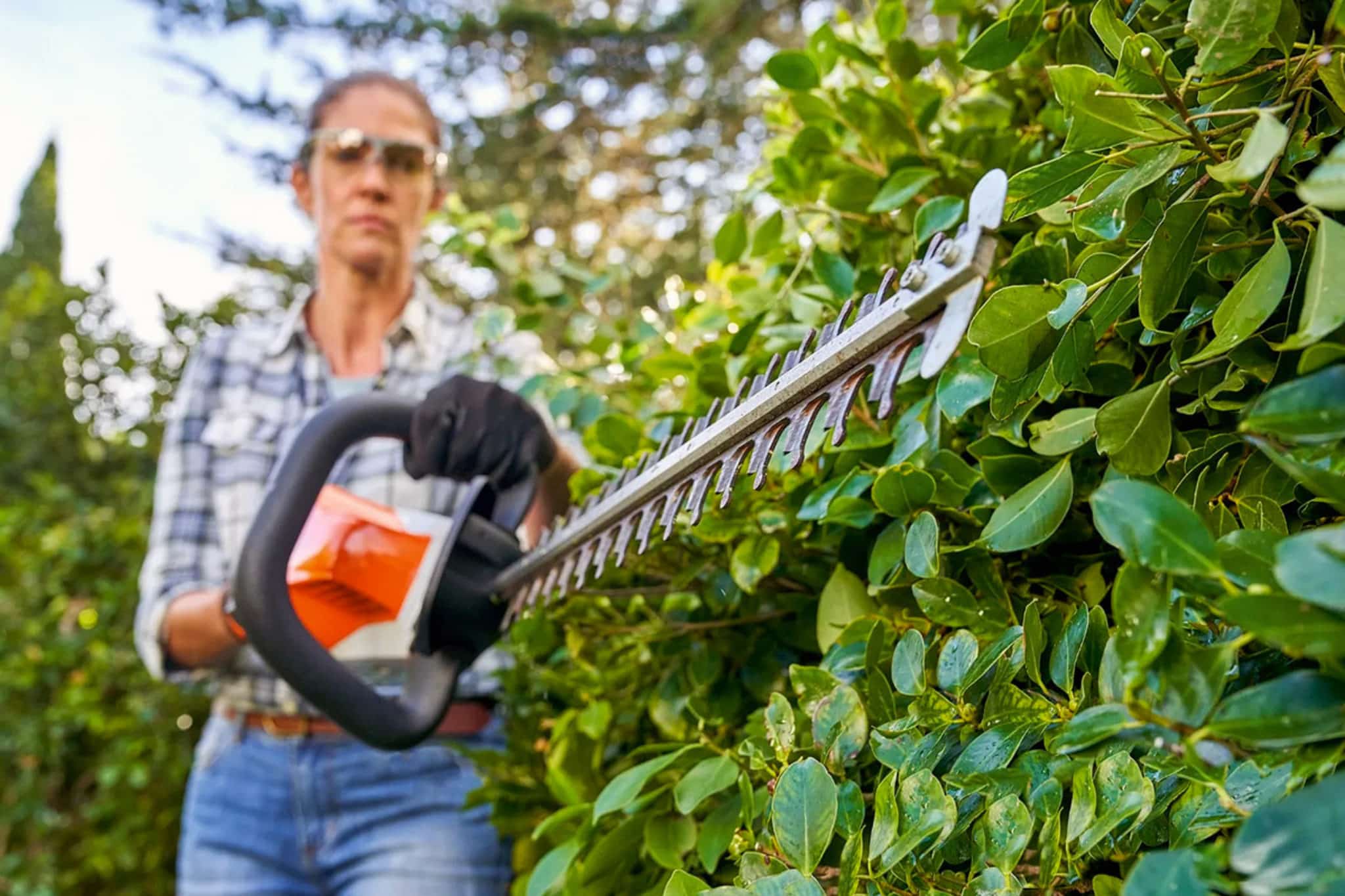 Quand TAILLER les HAIES ? Conseils et Dates Importantes pour [current ...