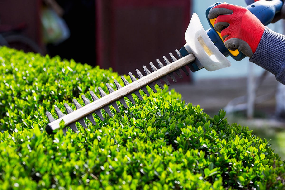 Quand TAILLER les HAIES ? Conseils et Dates Importantes pour [current ...