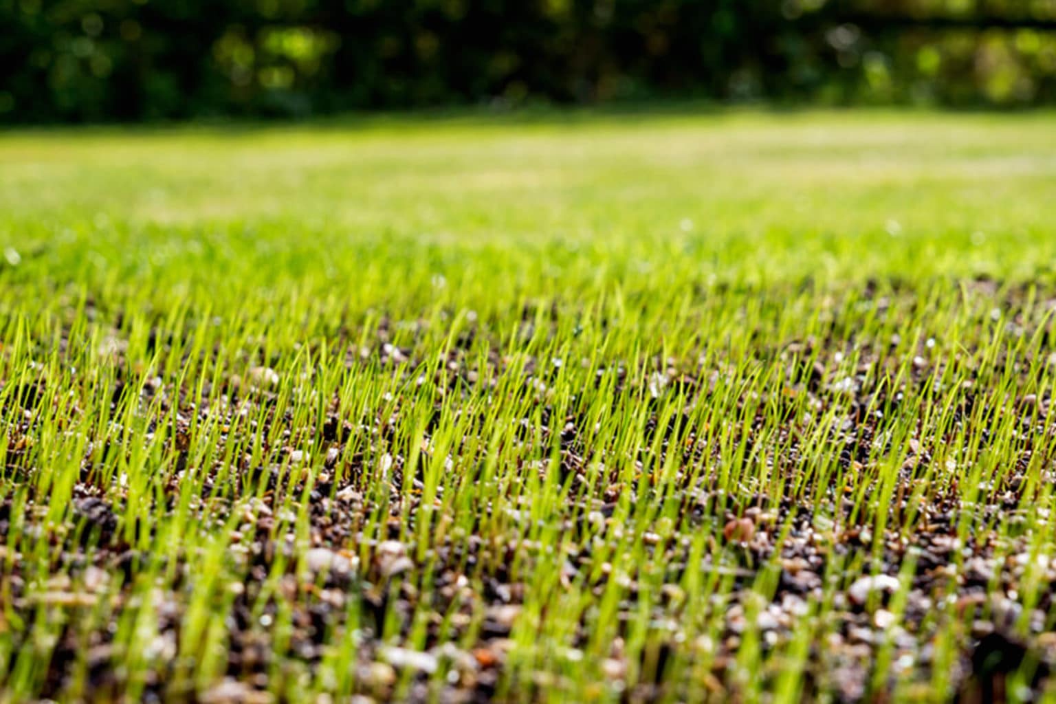 Combien de Temps Avant de MARCHER sur du NOUVEAU GAZON ? 5 Conseils de PRO