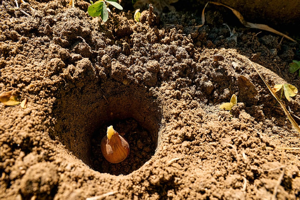 Surprenant ! Découvrez comment certains jardiniers font fleurir leurs ...