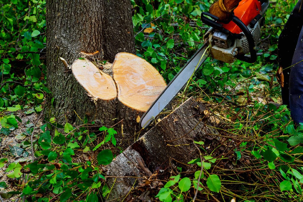 Comment abattre un arbre à la tronçonneuse